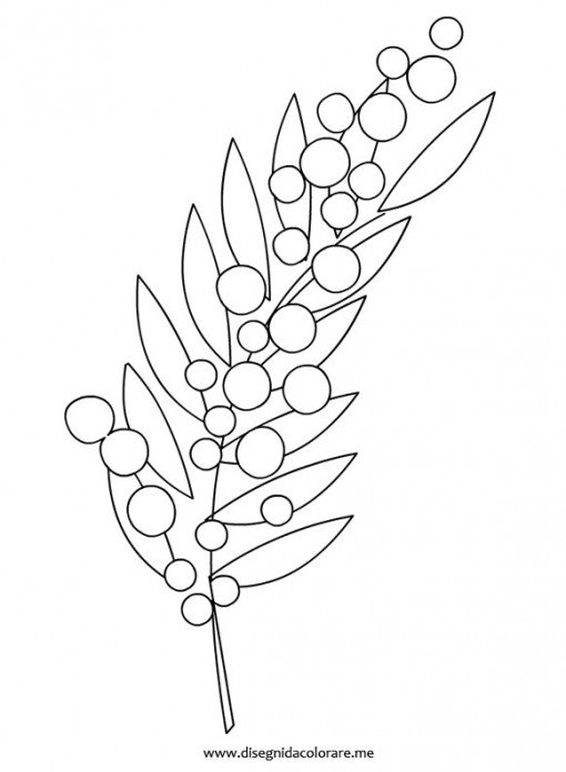 Mimosa da colorare - Disegni da colorare